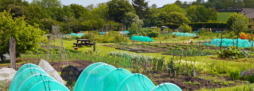 Allotments